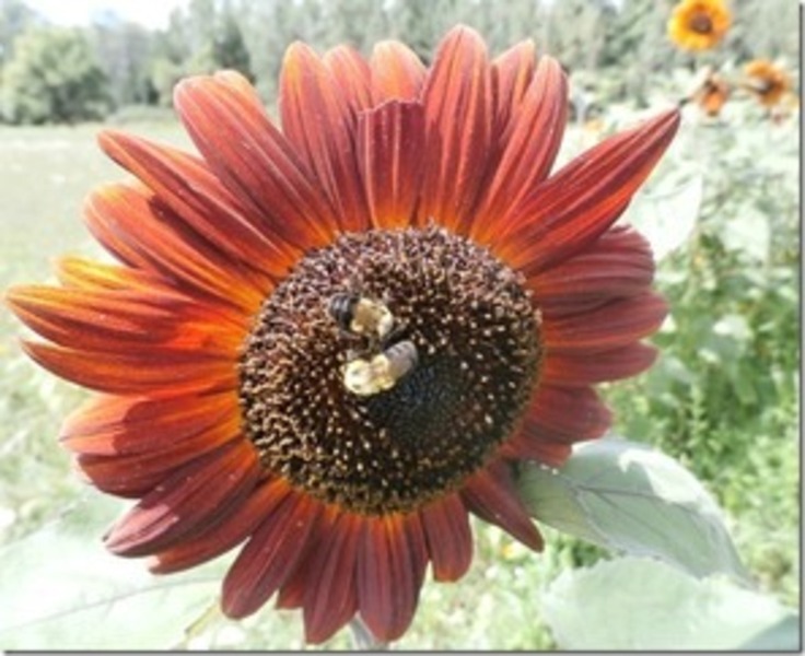 Pollinator program Wednesday at McLean Nature Preserve