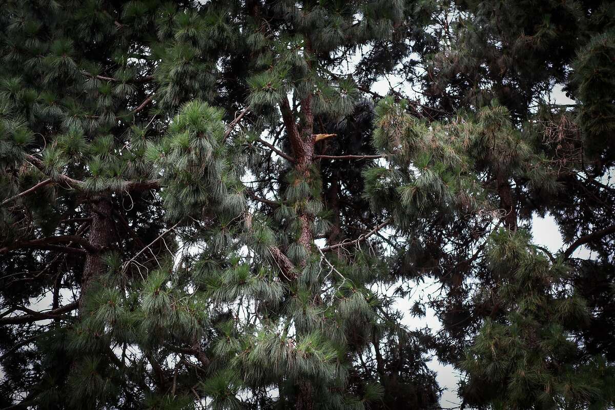 Woman paralyzed by falling tree limb files claim against SF