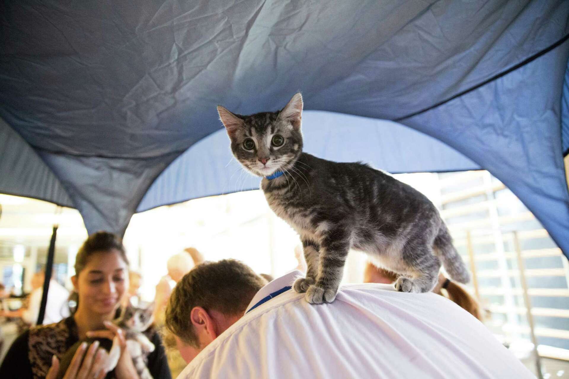 Seattle's top cat names: They're not 'Boots' or 'Whiskers,' but more human