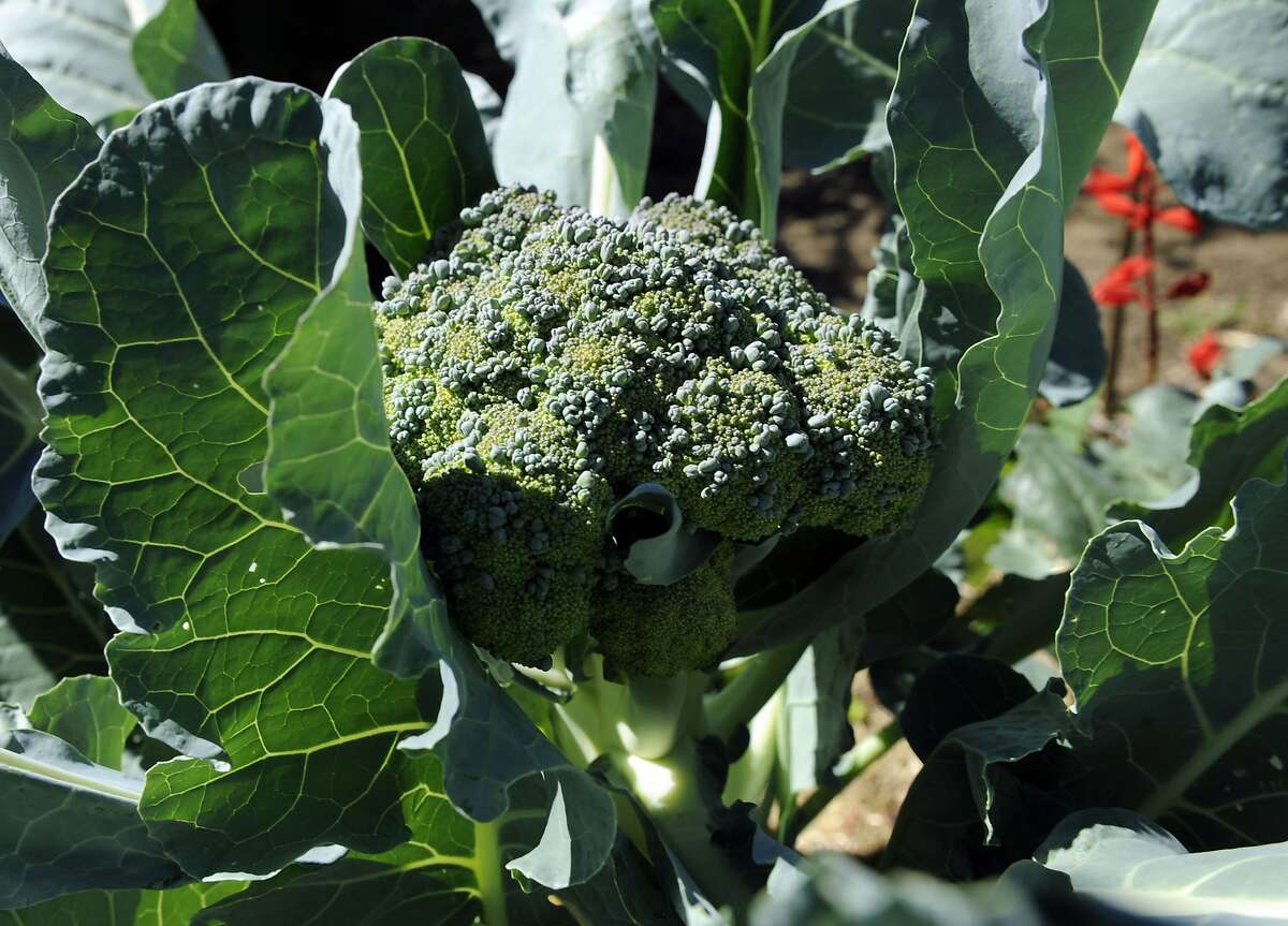 Slang the rest of the country stole from the Bay Area