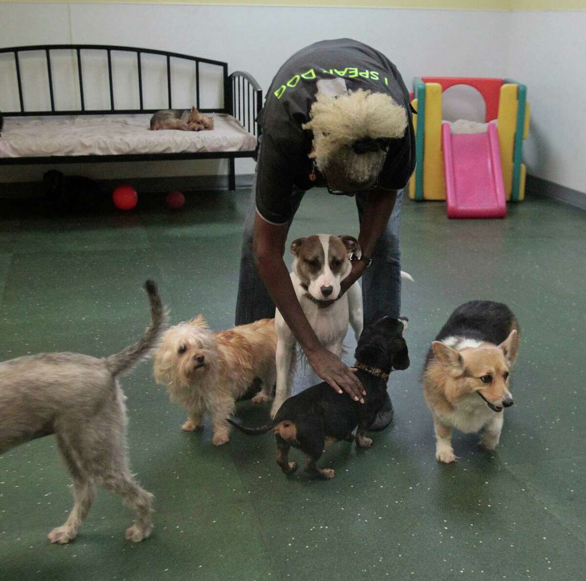 A dog's life: 'Day care' franchise expands in Houston