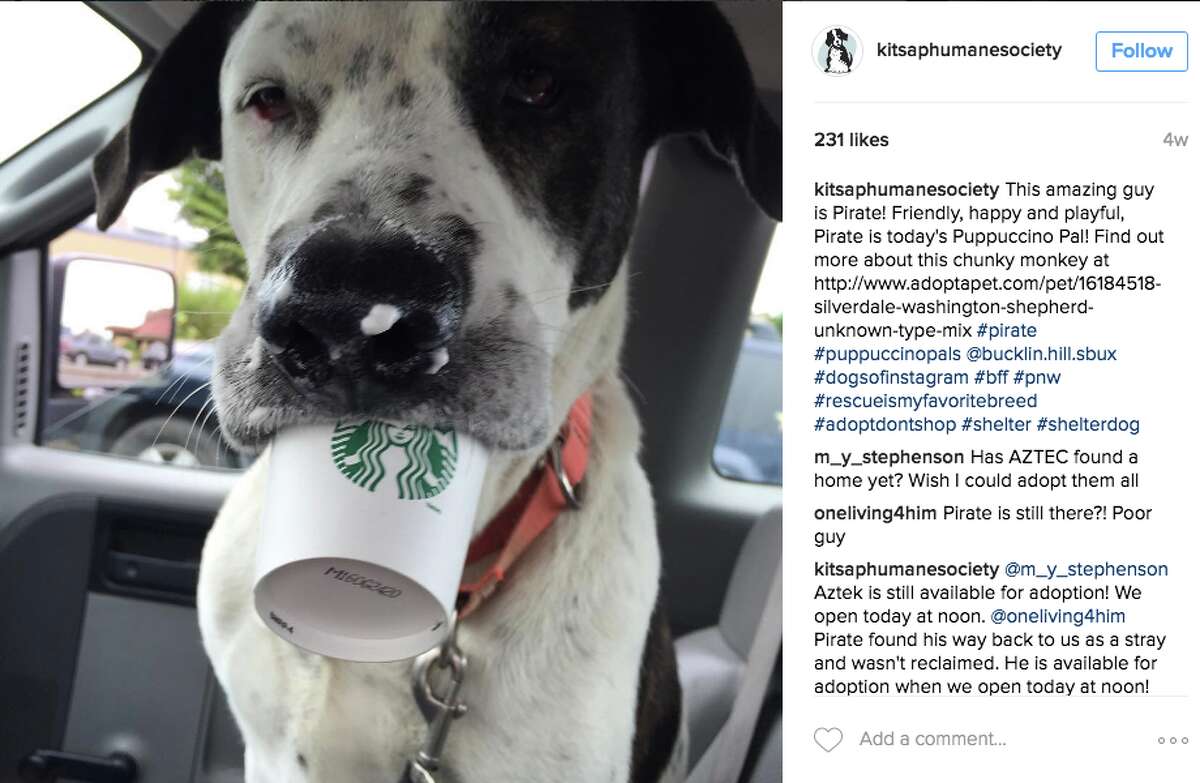 Psst, Starbucks has a secret dog menu and there even is a 'Puppuccino'
