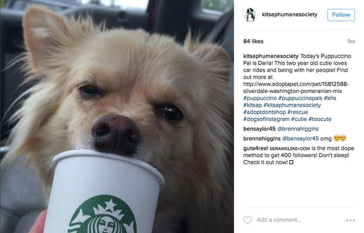 Psst, Starbucks has a secret dog menu and there even is a 'Puppuccino'