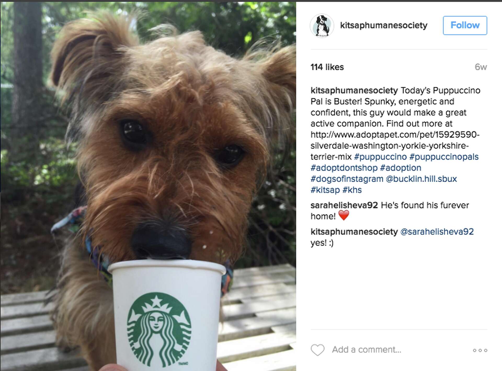 Psst, Starbucks has a secret dog menu and there even is a 'Puppuccino'