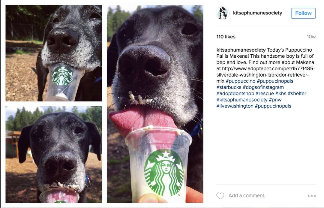 Psst, Starbucks has a secret dog menu and there even is a 'Puppuccino'