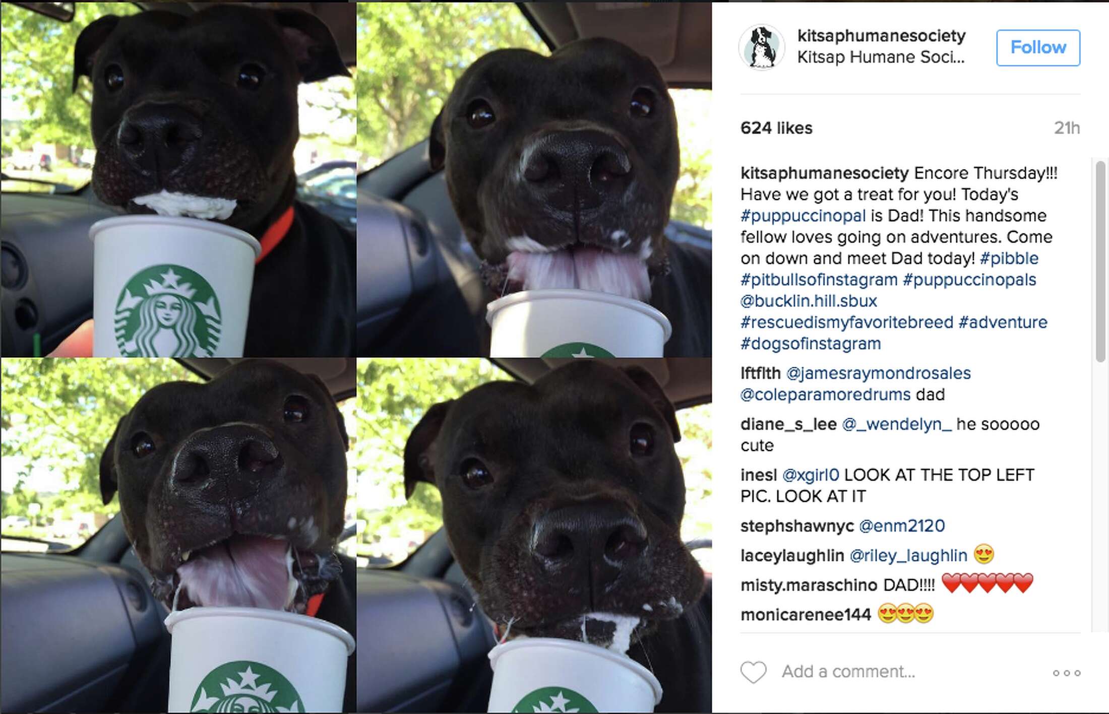 Psst, Starbucks has a secret dog menu and there even is a 'Puppuccino'