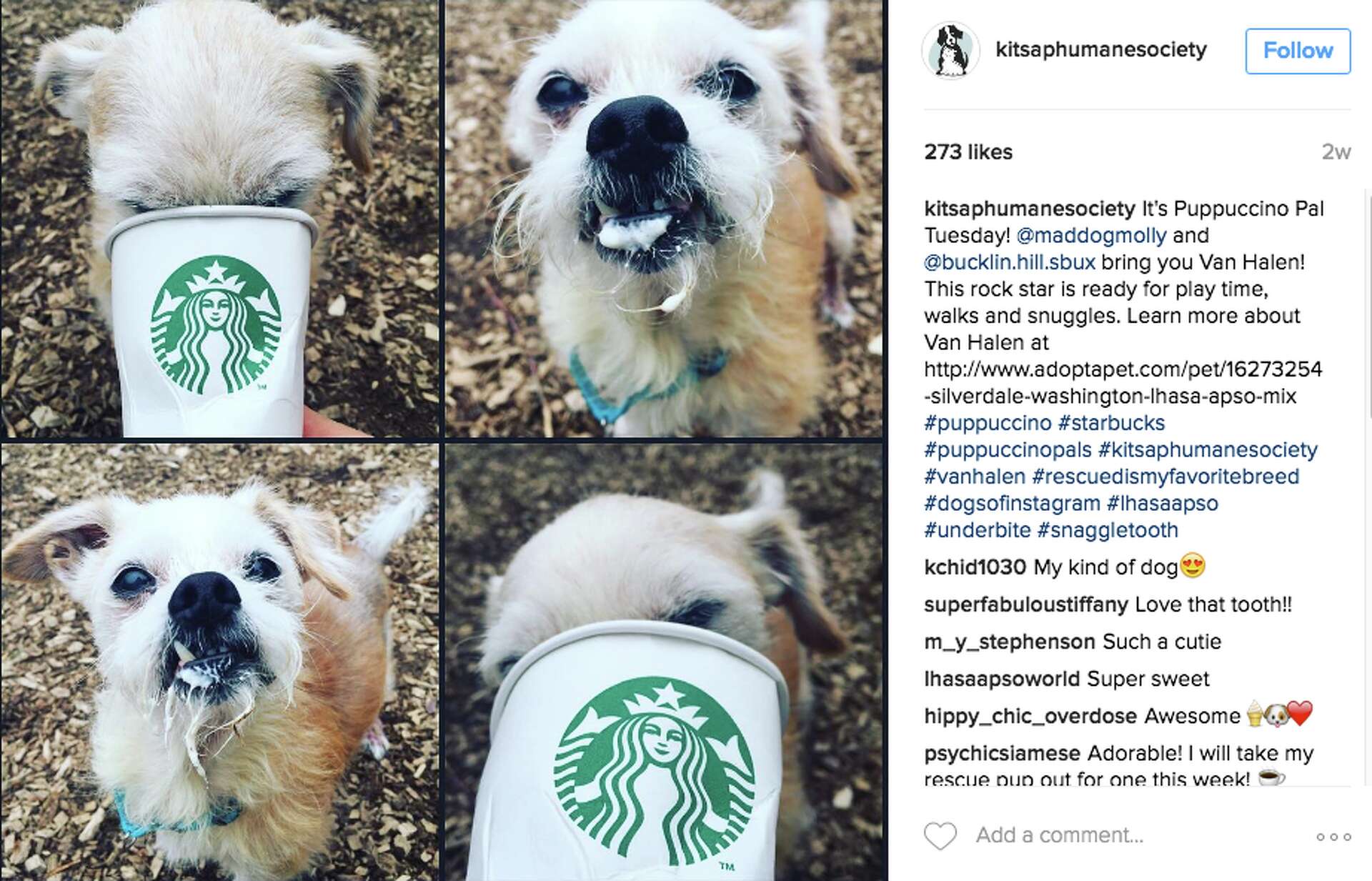 Psst, Starbucks has a secret dog menu and there even is a 'Puppuccino'