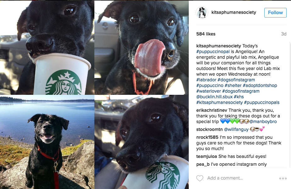 Psst, Starbucks has a secret dog menu and there even is a 'Puppuccino'