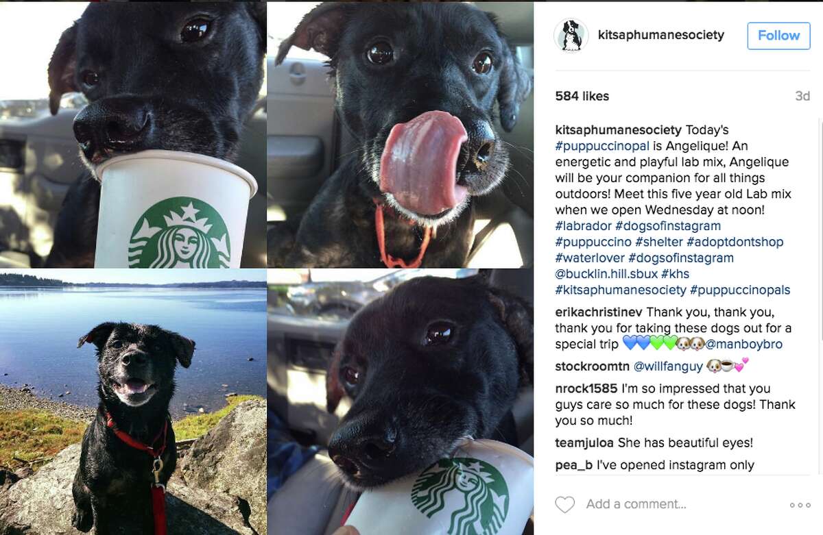 Psst, Starbucks has a secret dog menu and there even is a 'Puppuccino'