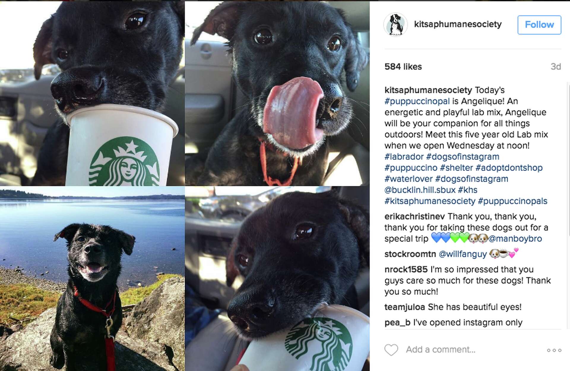 Psst, Starbucks has a secret dog menu and there even is a 'Puppuccino'