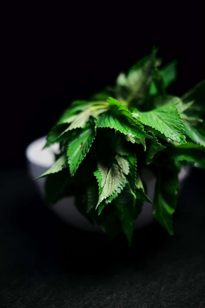 A Brown Kitchen: Preserve summer with Strawberry-Shiso Shrubs