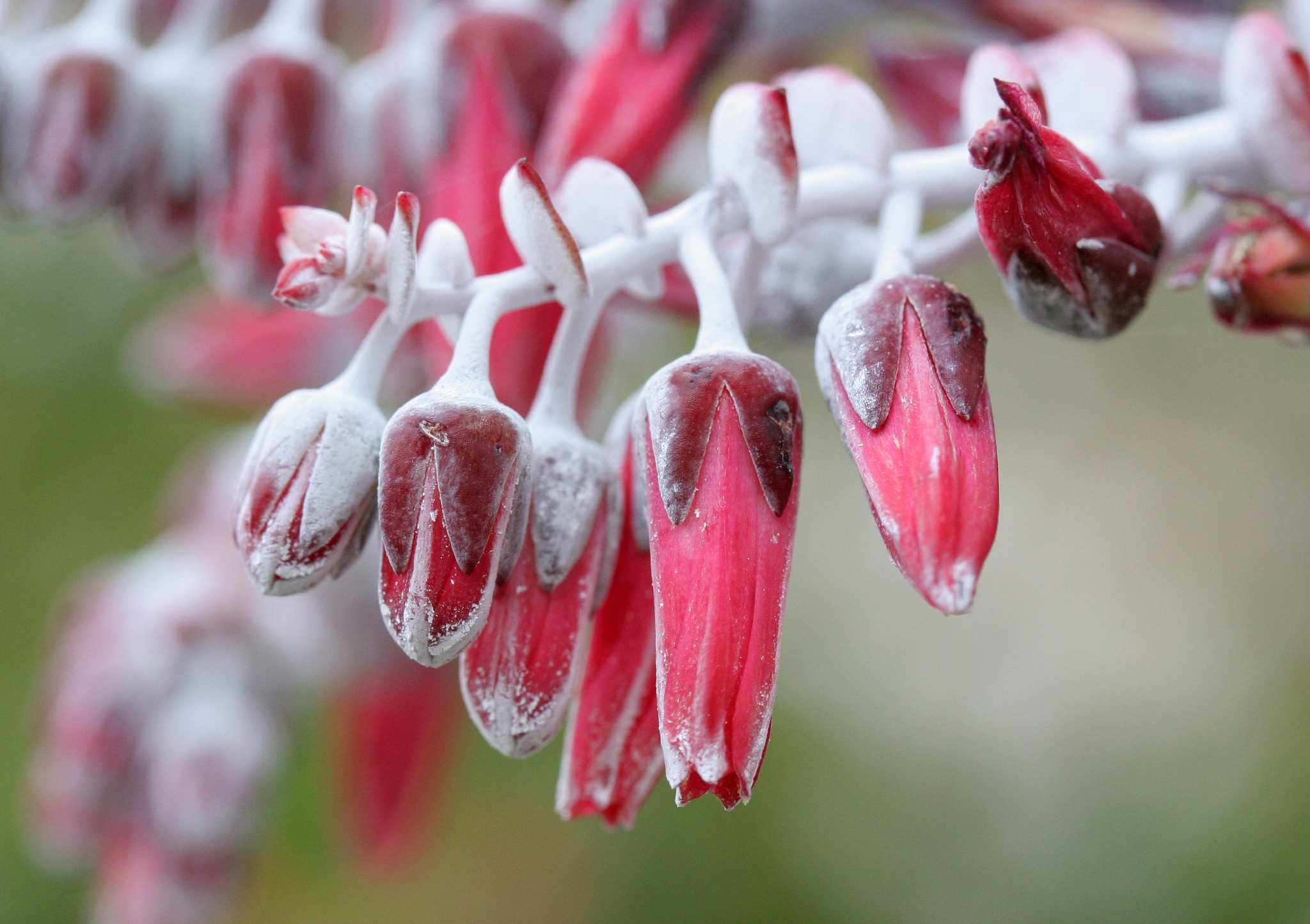 Spotlight on silver: Foliage to catch the eye