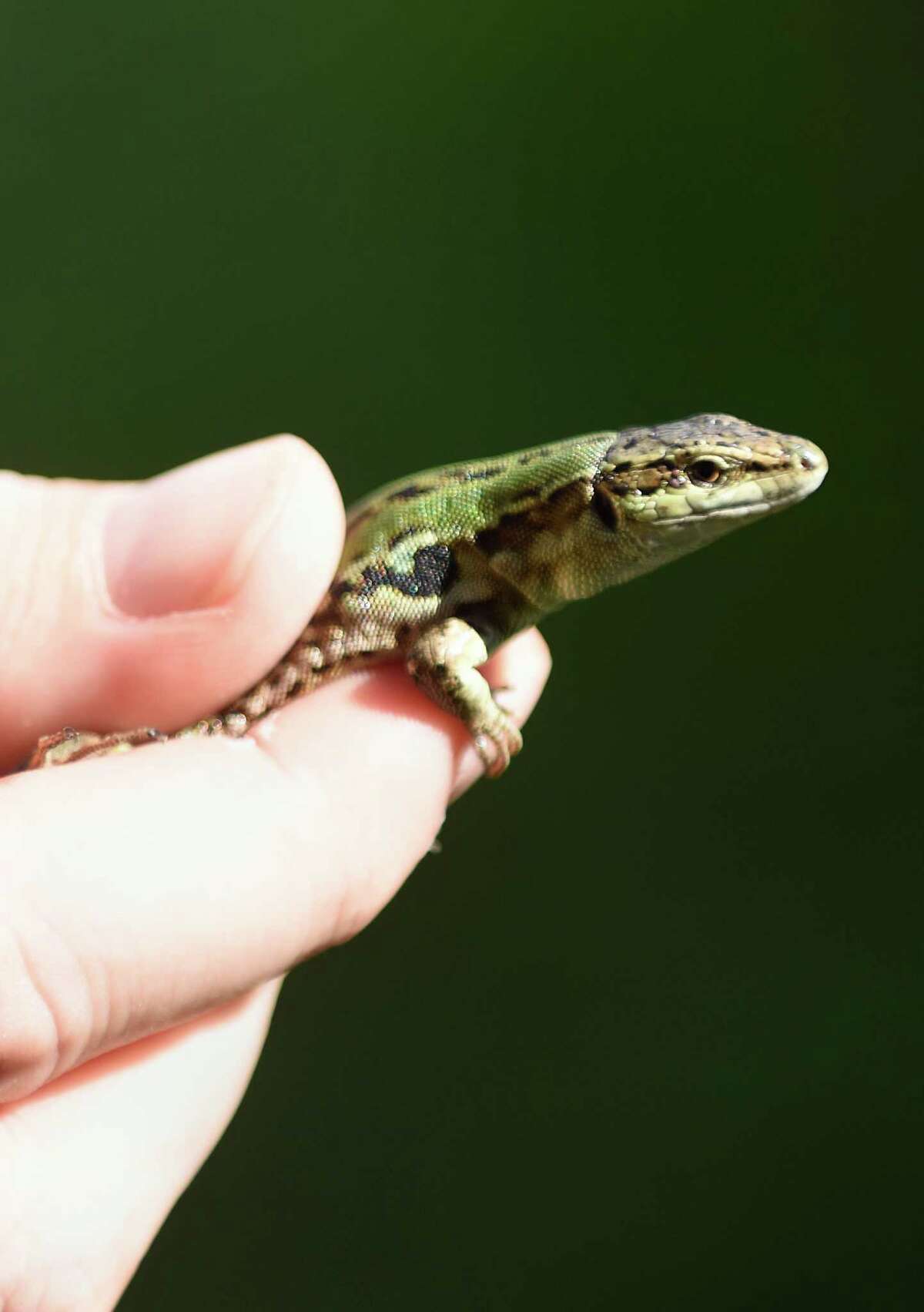Scientists track reptiles’ migration from New York to Greenwich