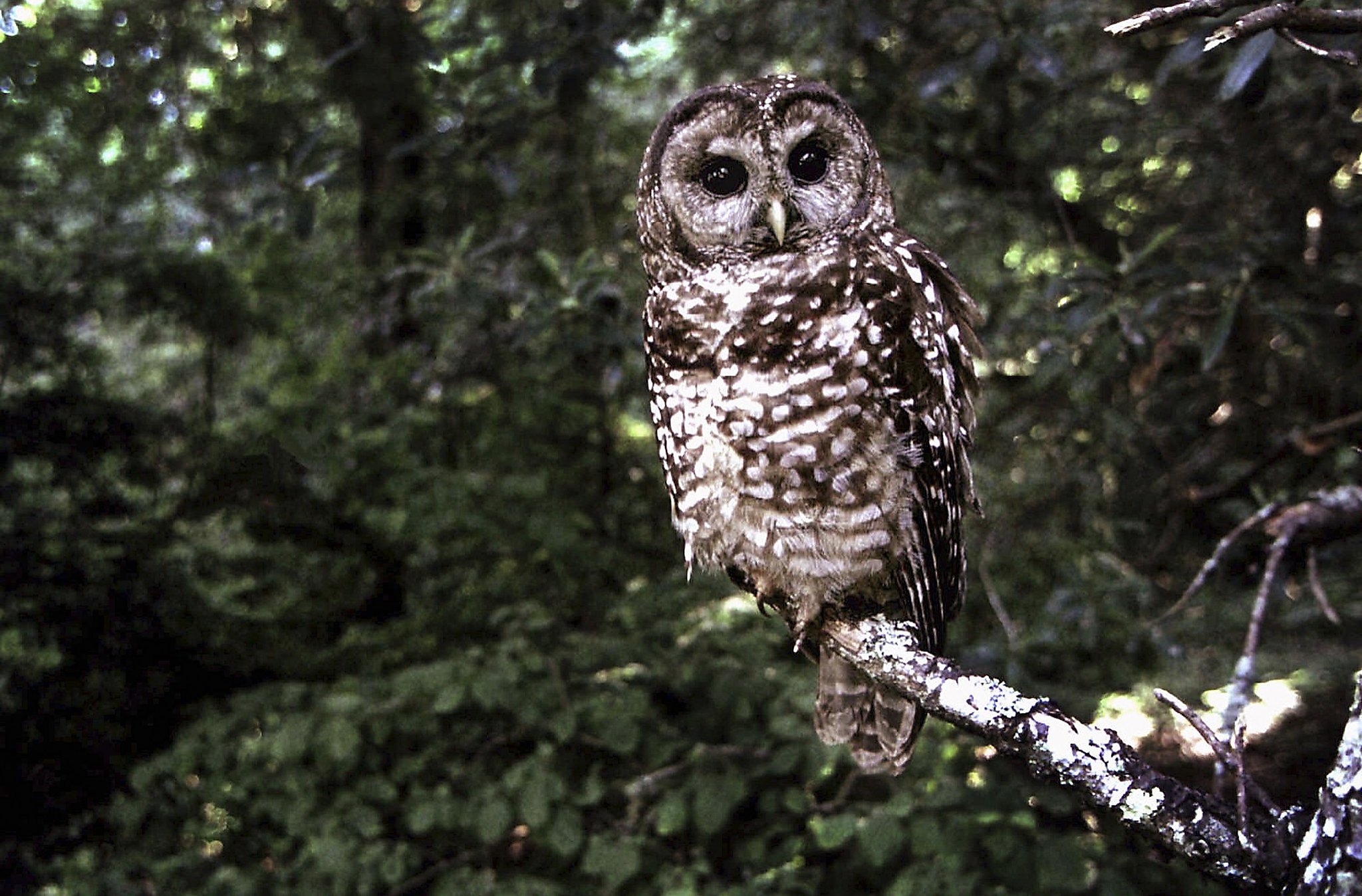 Northern spotted owl added to endangered-species list