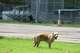 Harris County, city of Houston to meet over stray animal problem