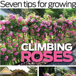 Seven tips for growing climbing roses - Houston Chronicle