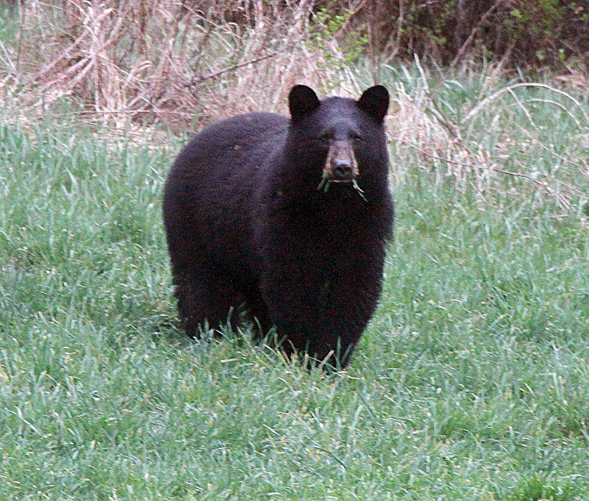 More bears spotted in Fairfield County as population grows