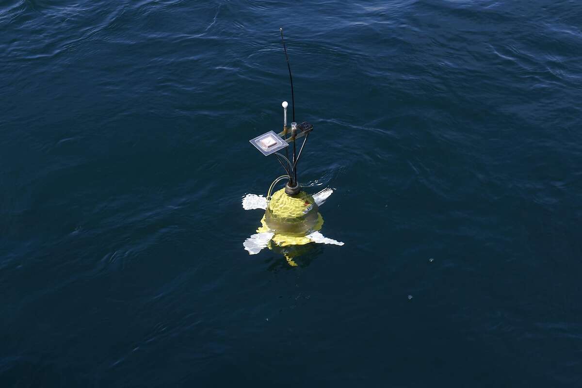 Minion-like sea-bots spy on fragile Pacific ecosystem