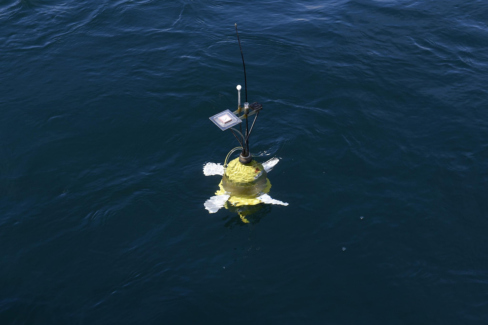Minion-like sea-bots spy on fragile Pacific ecosystem