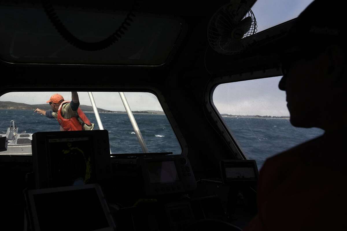 Minion-like sea-bots spy on fragile Pacific ecosystem