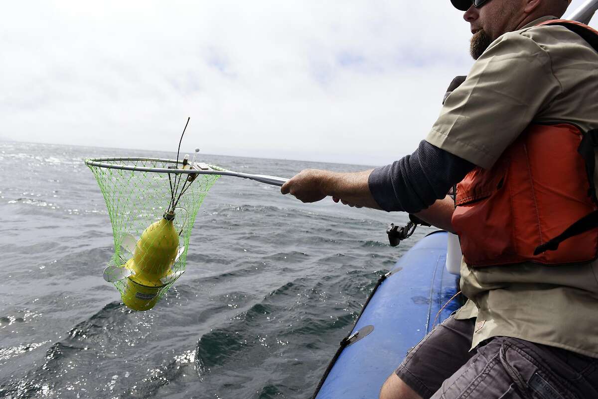 Minion-like sea-bots spy on fragile Pacific ecosystem
