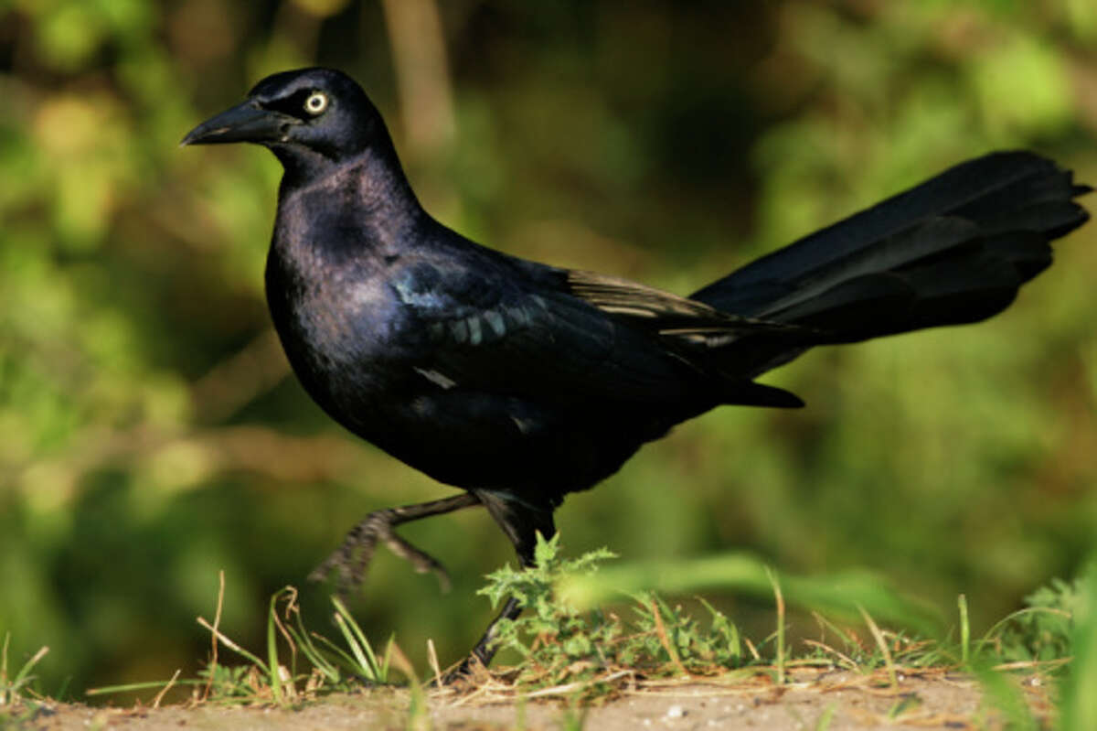 What you need to know about Grackles, Texas' worst bird