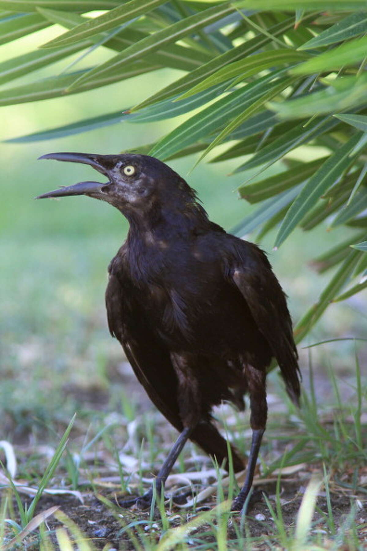 What you need to know about Grackles, Texas' worst bird