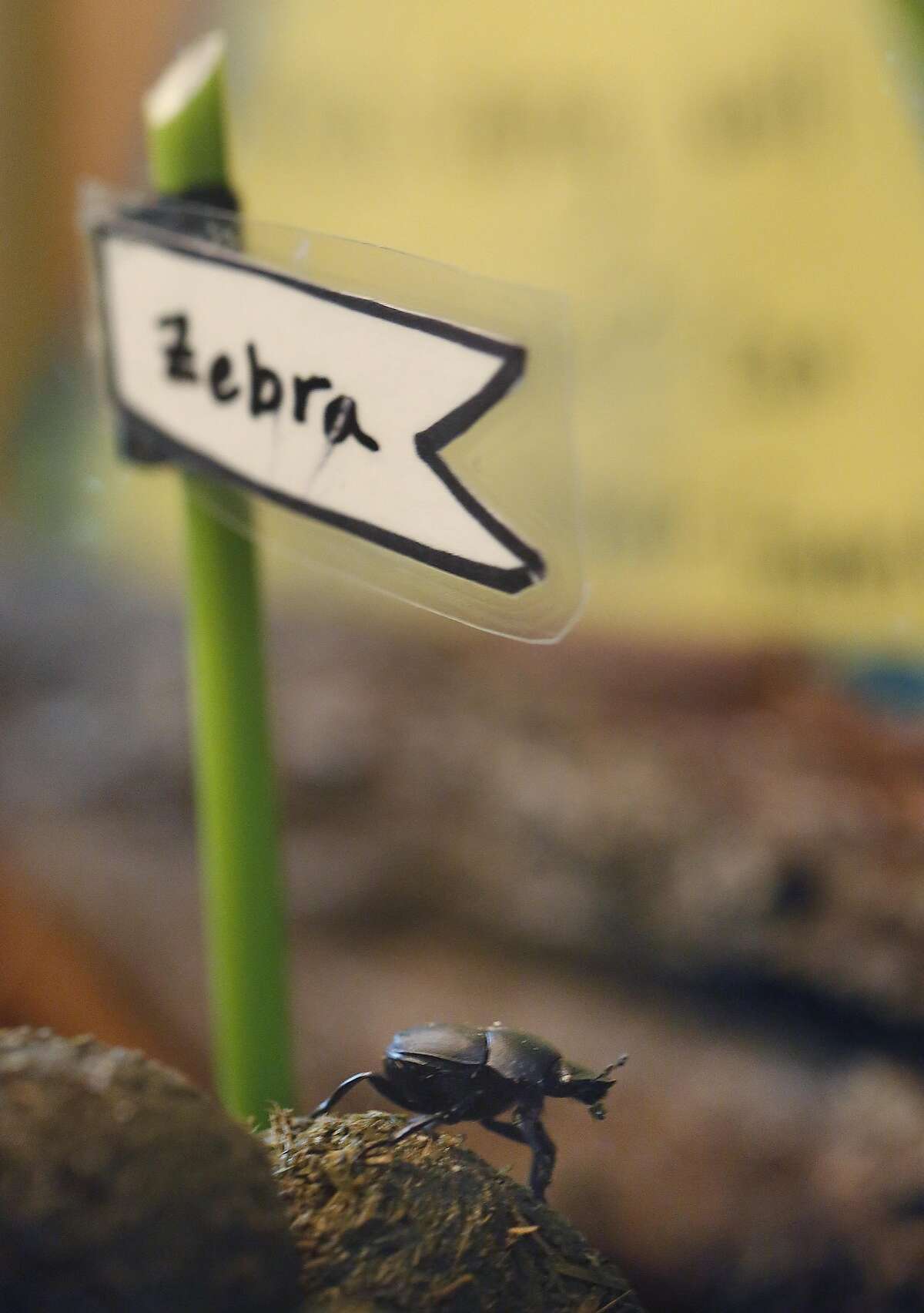 Poop at SF Zoo a fertile stew