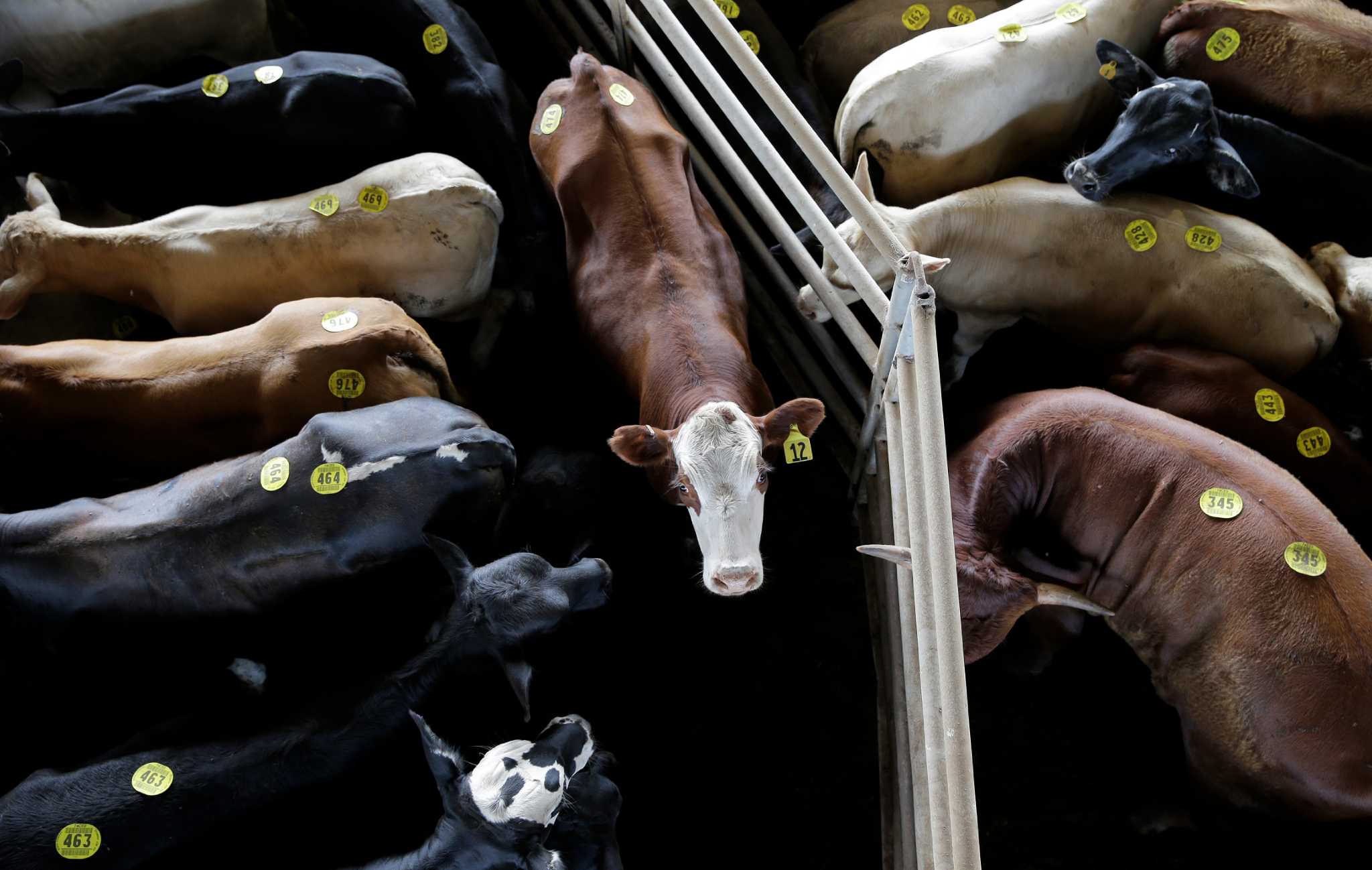 Cattle rustling hits suburbia