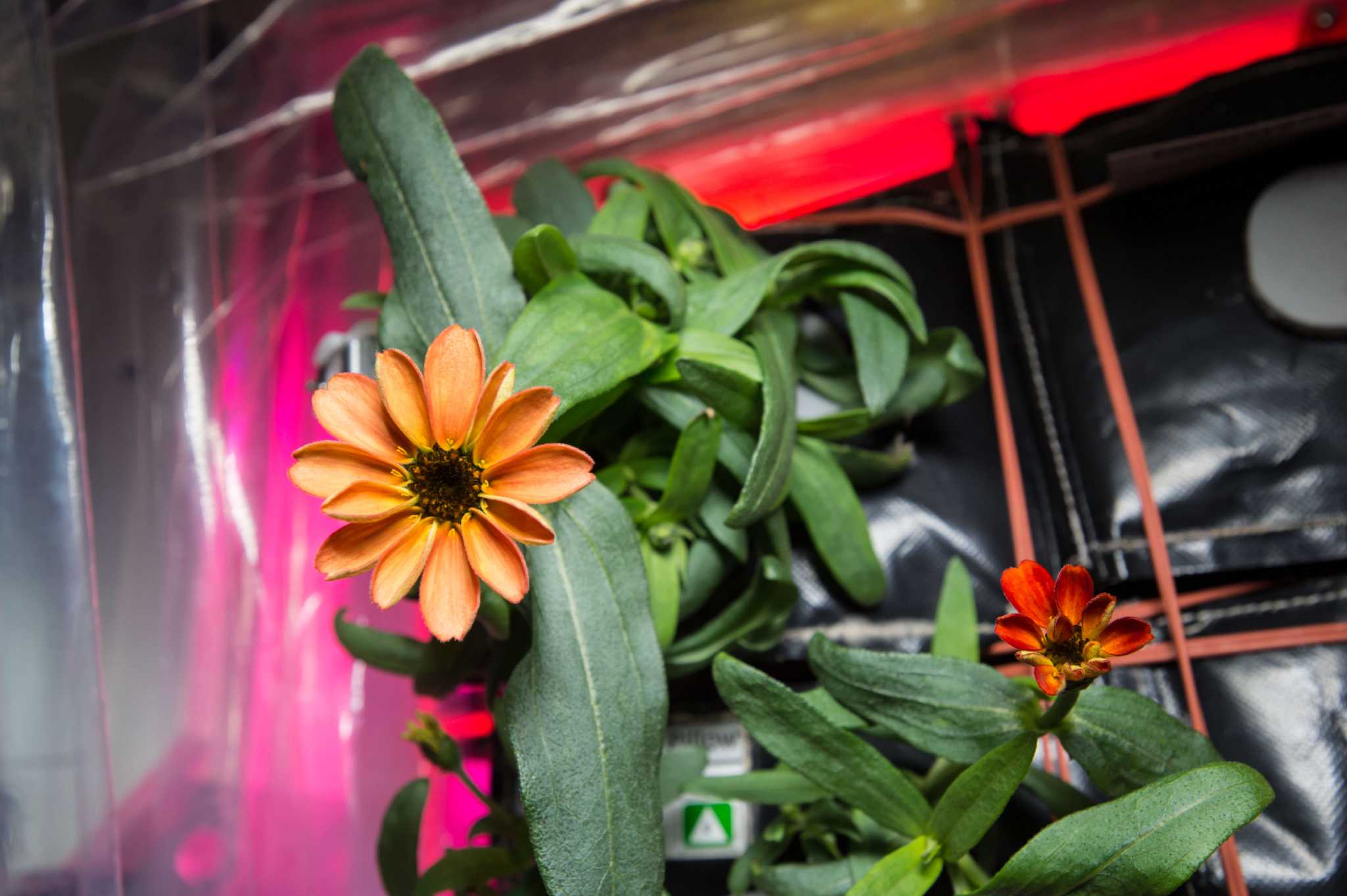 Tupperware, NASA team to grow plants in space