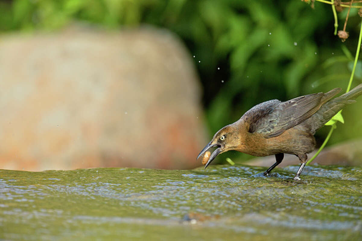 What you need to know about Grackles, Texas' worst bird