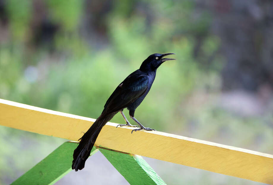 What you need to know about Grackles, Texas' worst bird - Houston Chronicle