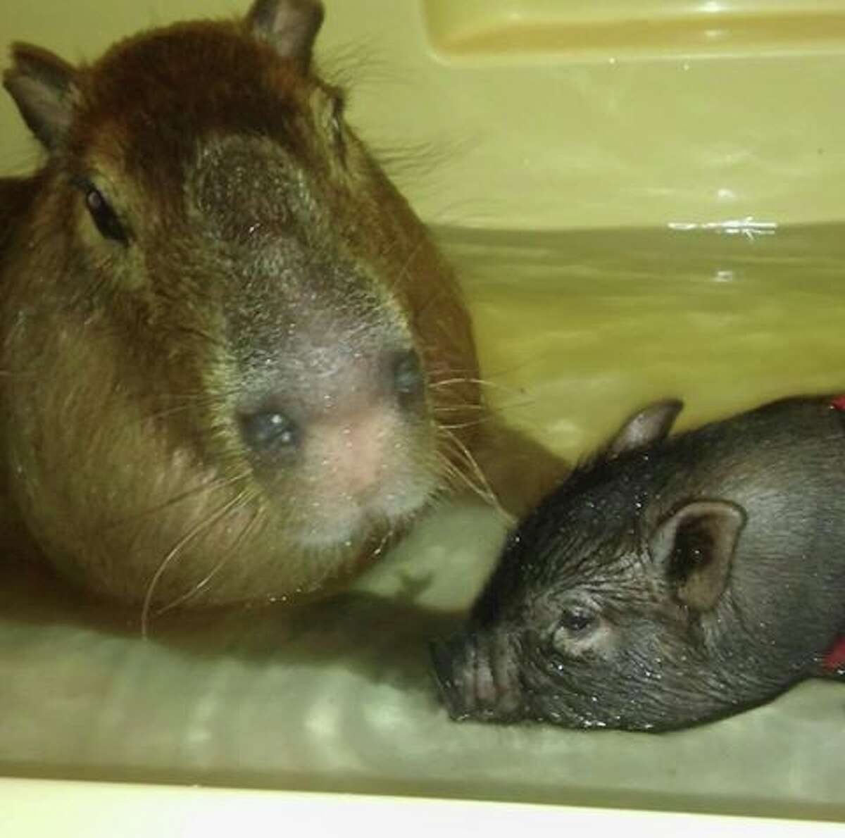 Photos: Texas family keeps world's largest rodent as indoor pet