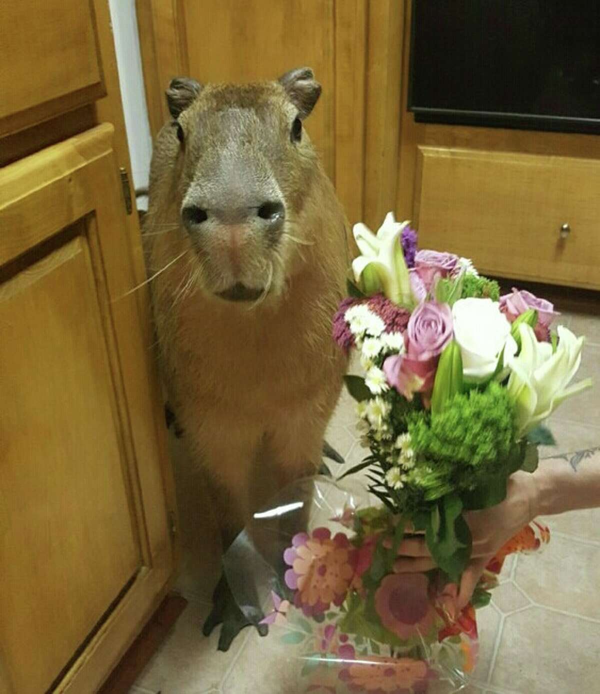 Photos: Texas family keeps world's largest rodent as indoor pet