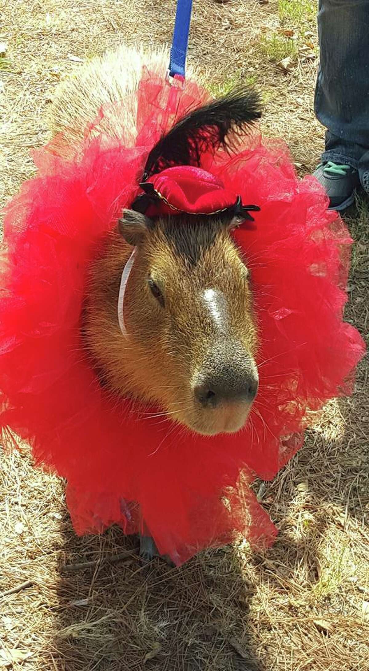 Photos: Texas family keeps world's largest rodent as indoor pet
