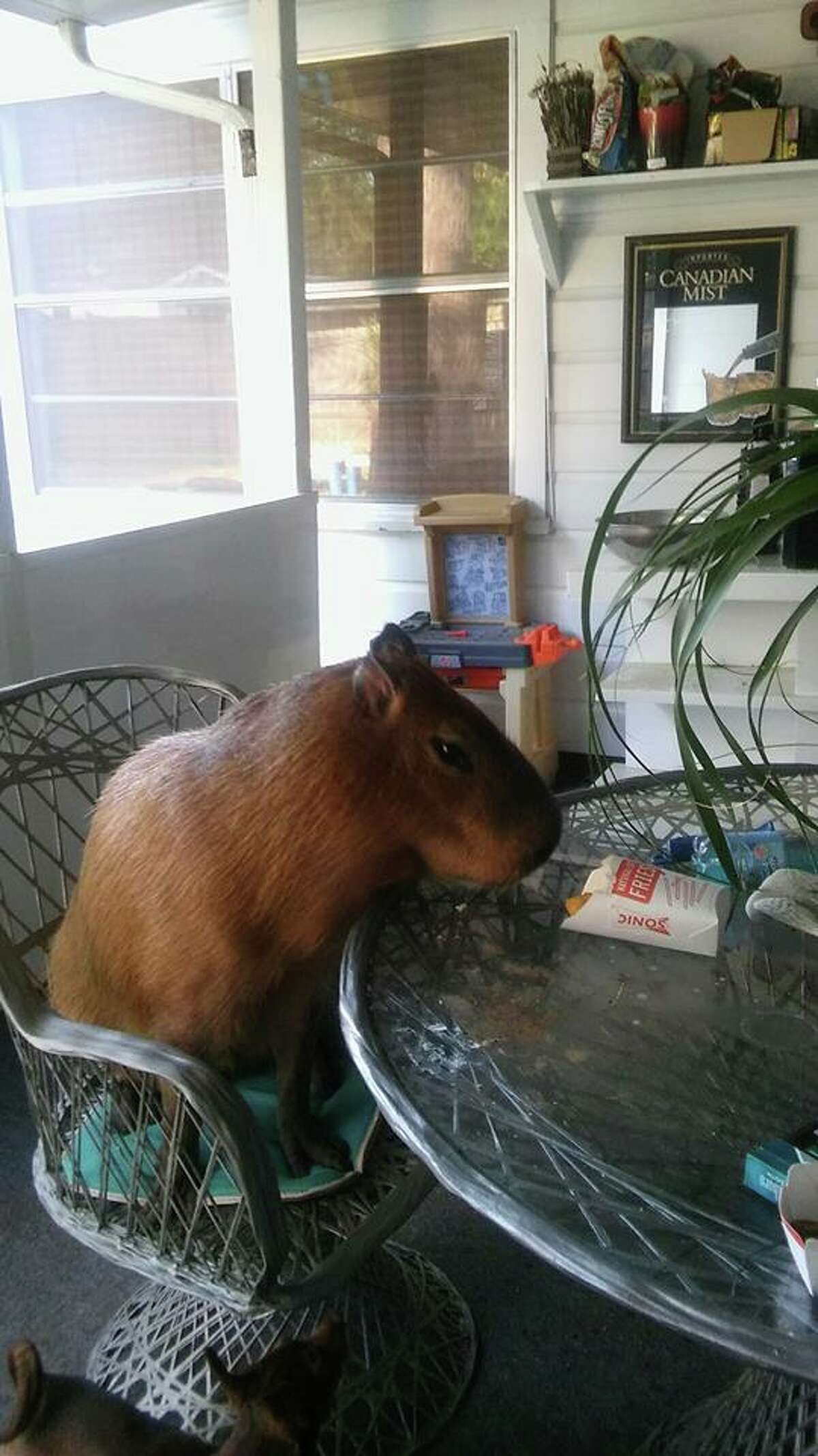 Photos: Texas family keeps world's largest rodent as indoor pet