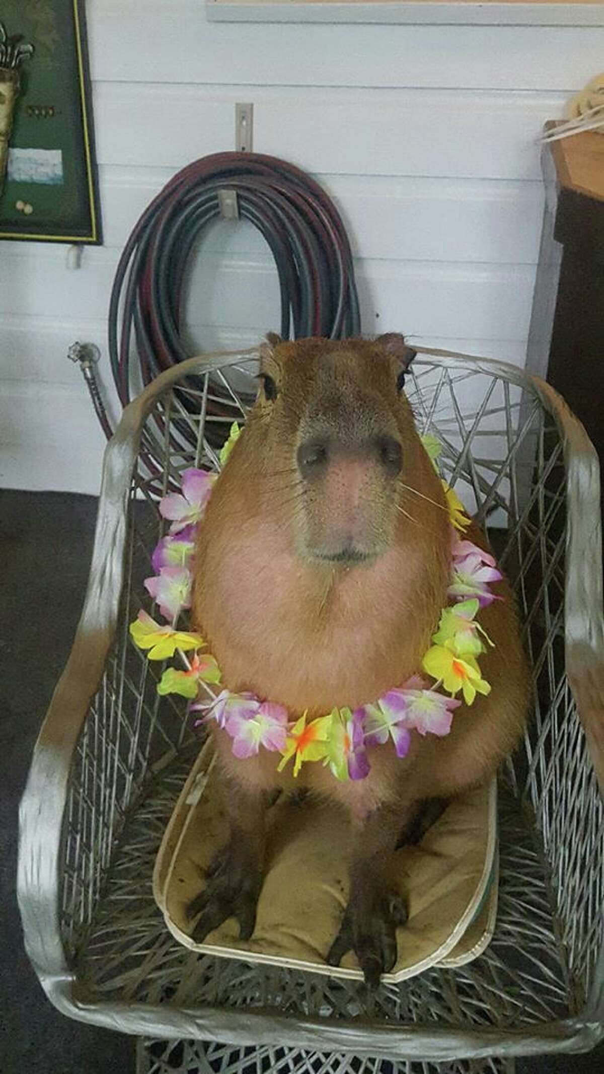 Photos: Texas family keeps world's largest rodent as indoor pet