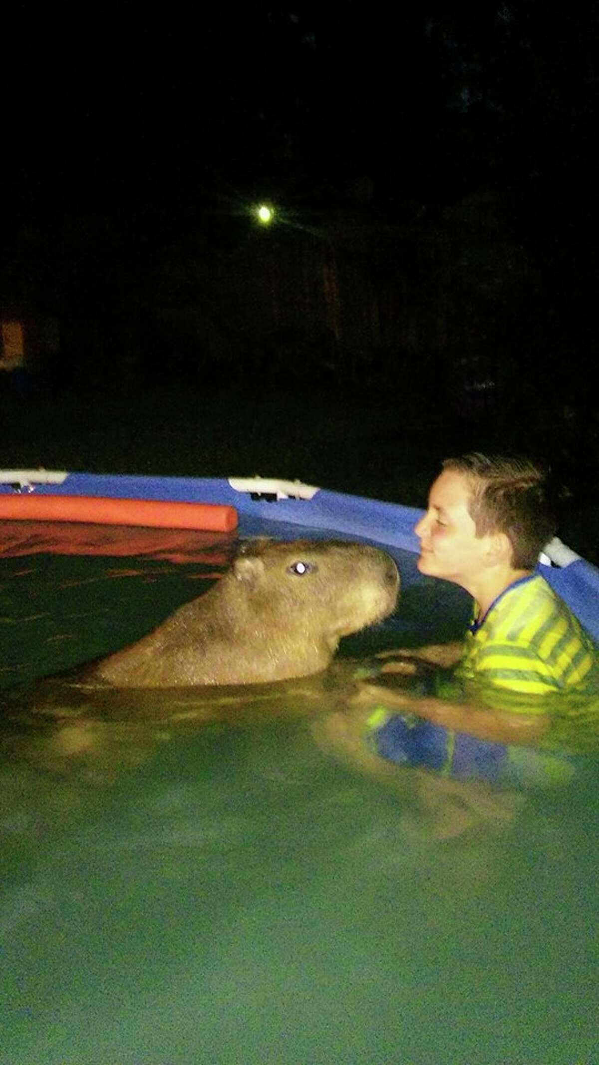 Photos: Texas family keeps world's largest rodent as indoor pet