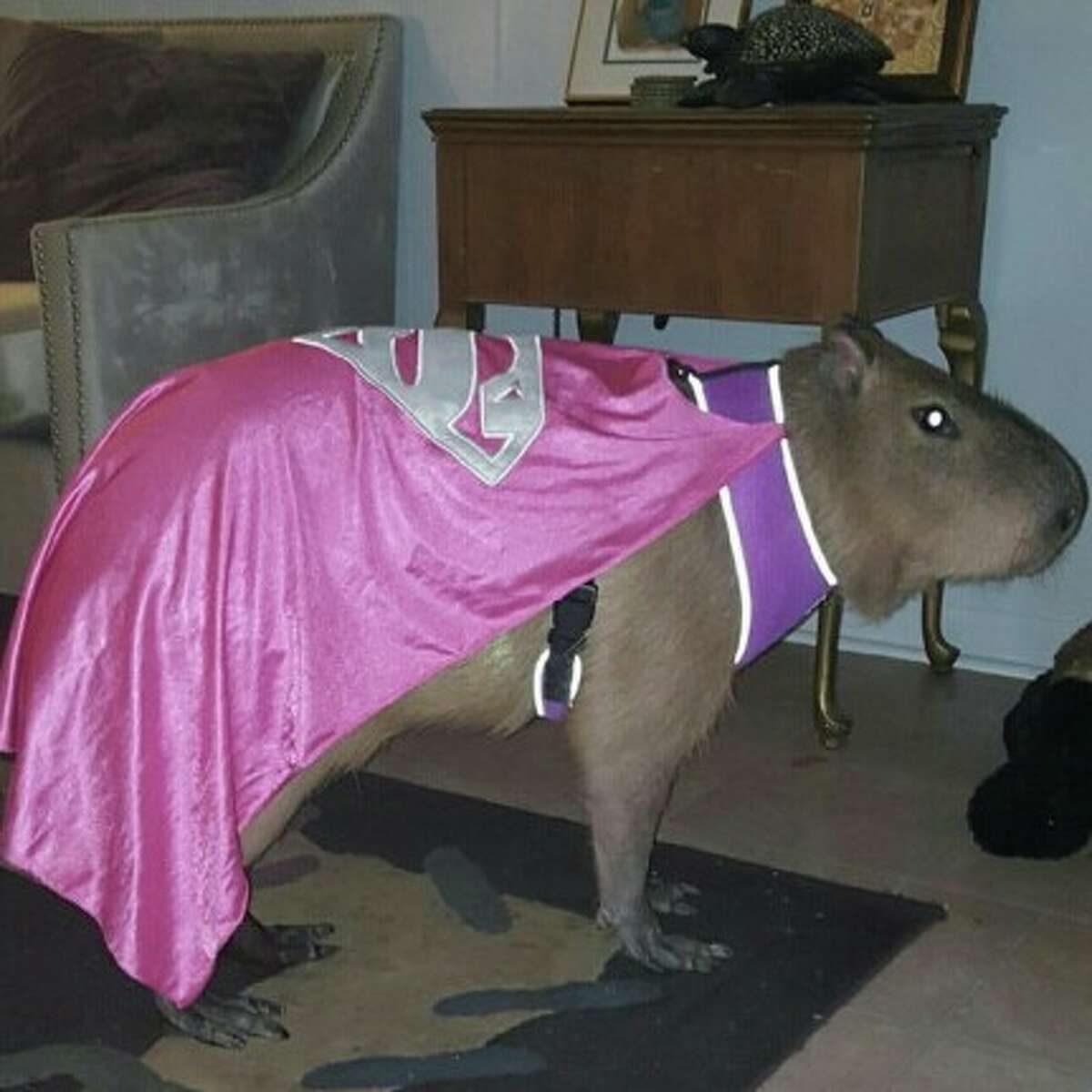 Photos: Texas family keeps world's largest rodent as indoor pet