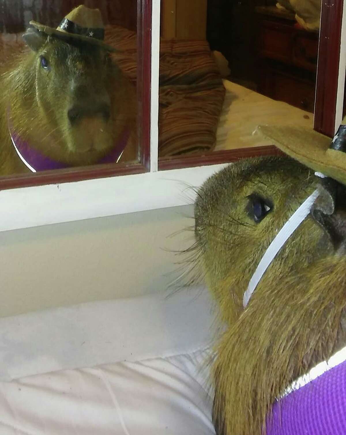 Photos: Texas family keeps world's largest rodent as indoor pet