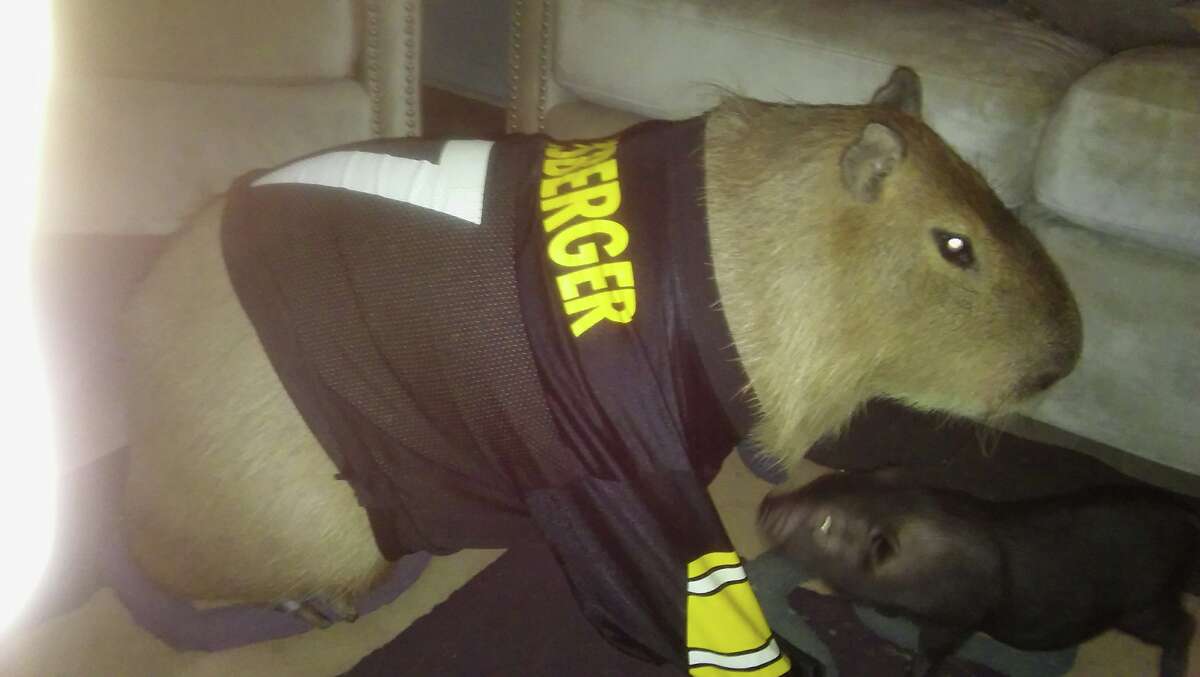 Photos: Texas family keeps world's largest rodent as indoor pet