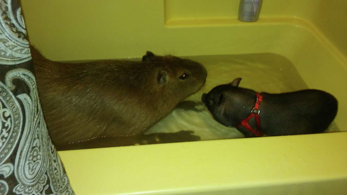 Photos: Texas family keeps world's largest rodent as indoor pet
