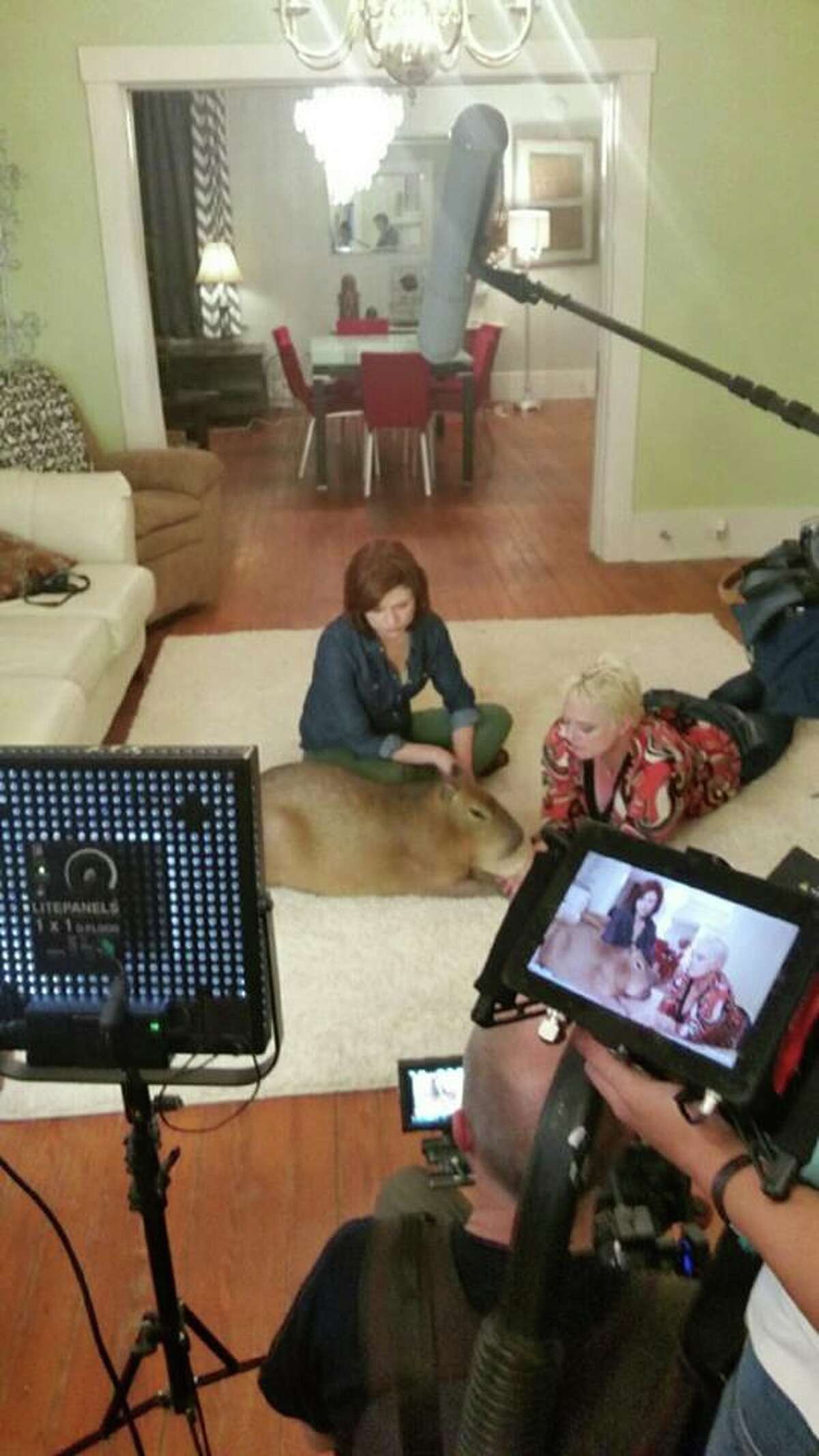 Photos: Texas family keeps world's largest rodent as indoor pet