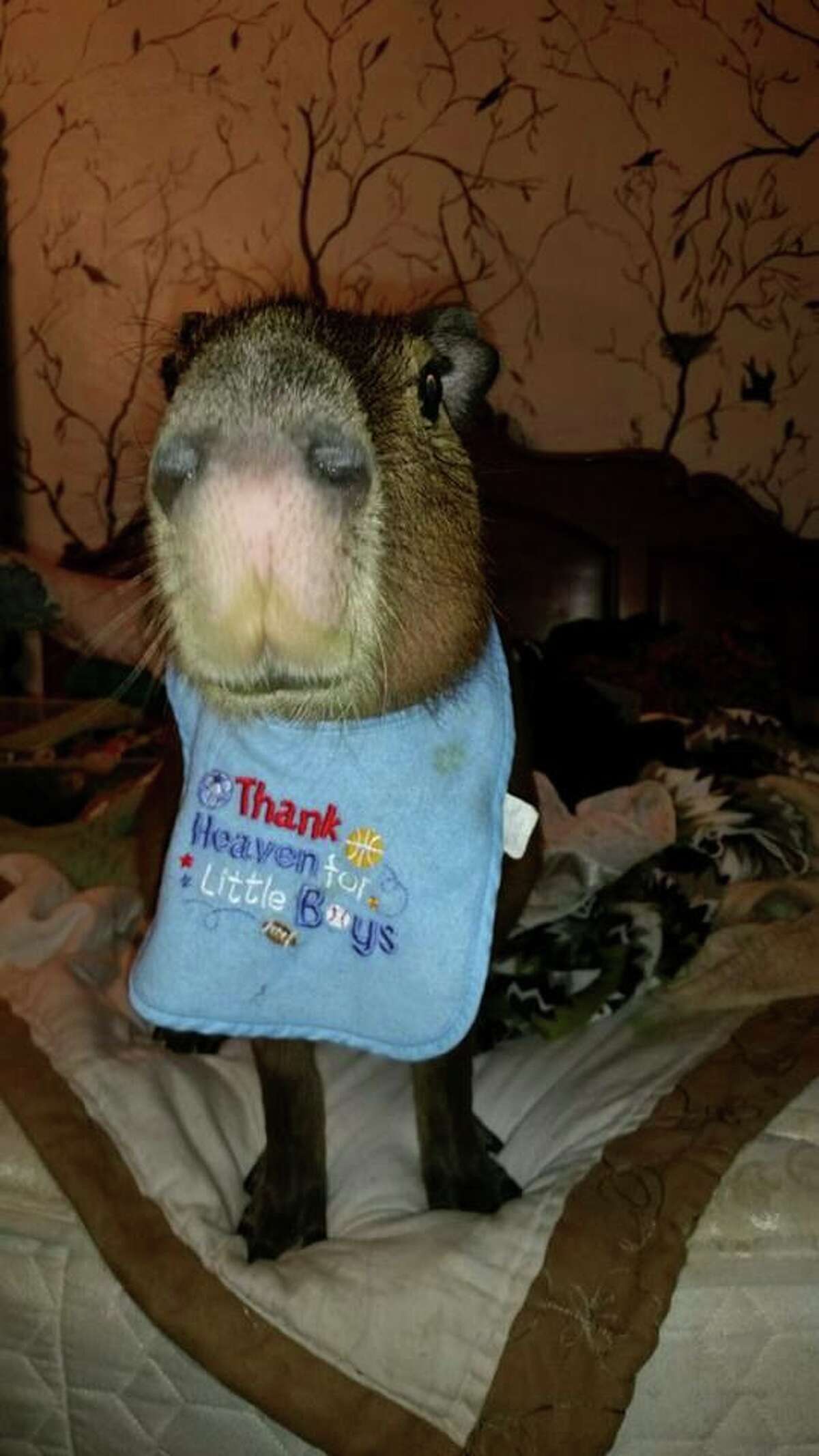 Photos: Texas family keeps world's largest rodent as indoor pet