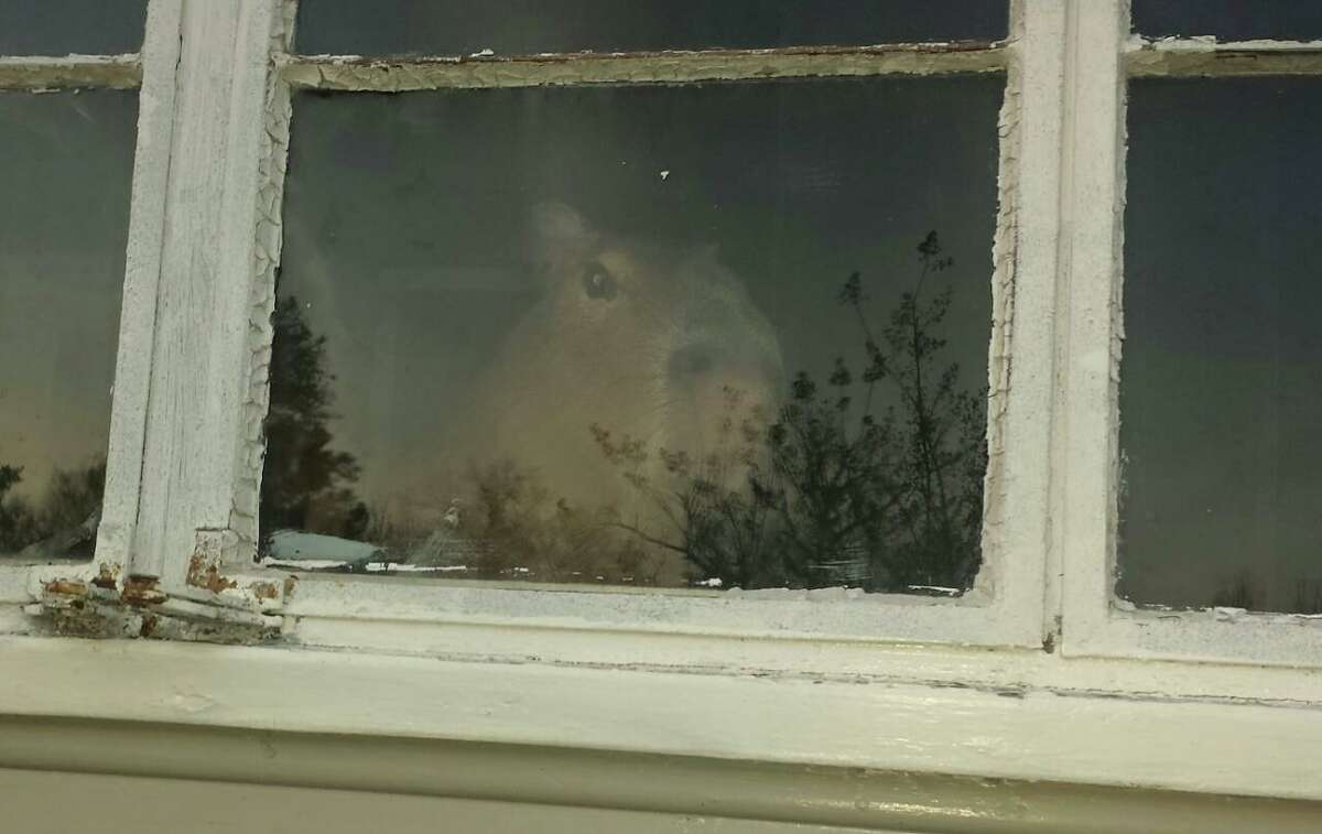 Photos: Texas family keeps world's largest rodent as indoor pet