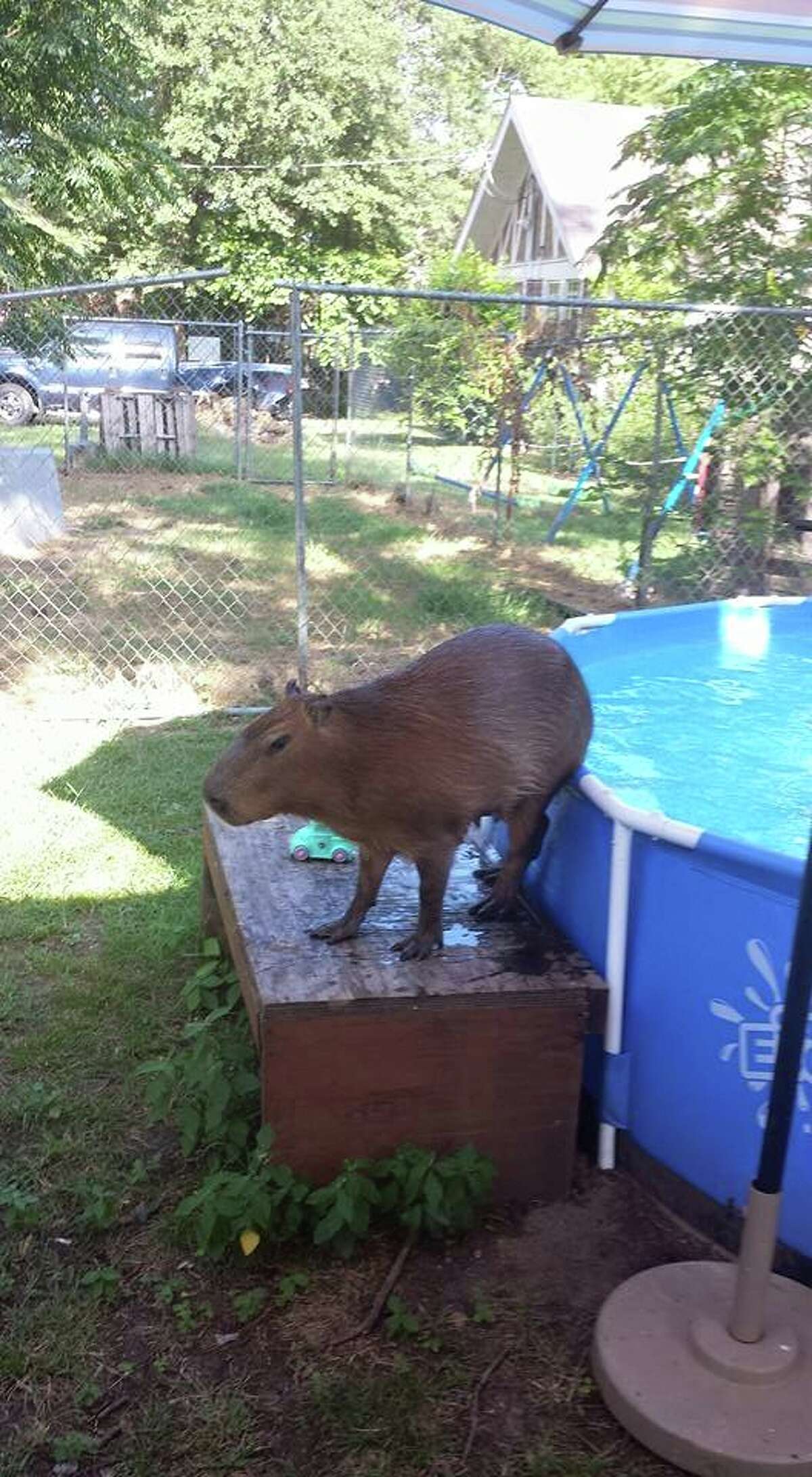 Photos: Texas family keeps world's largest rodent as indoor pet