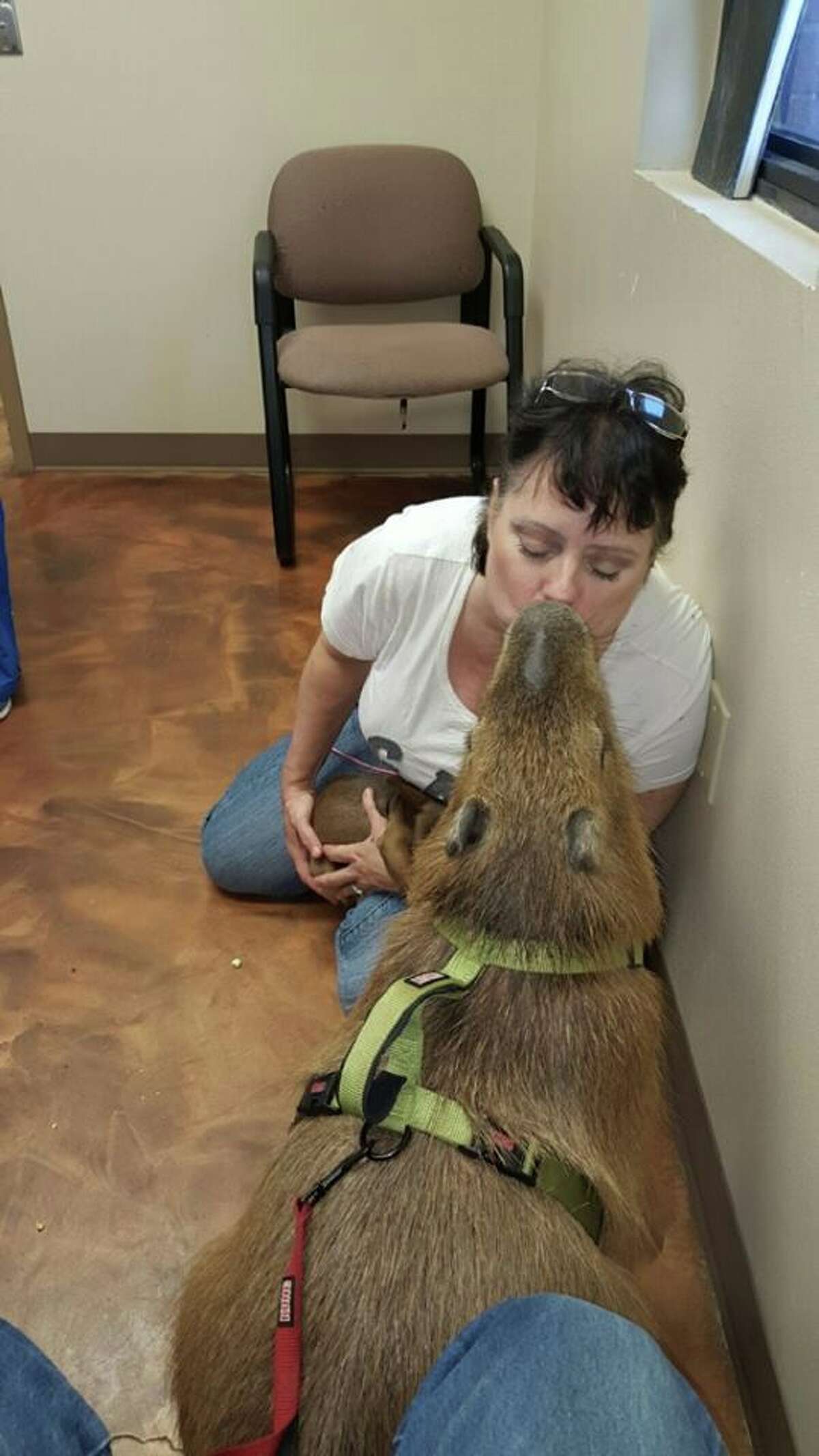 Photos: Texas family keeps world's largest rodent as indoor pet