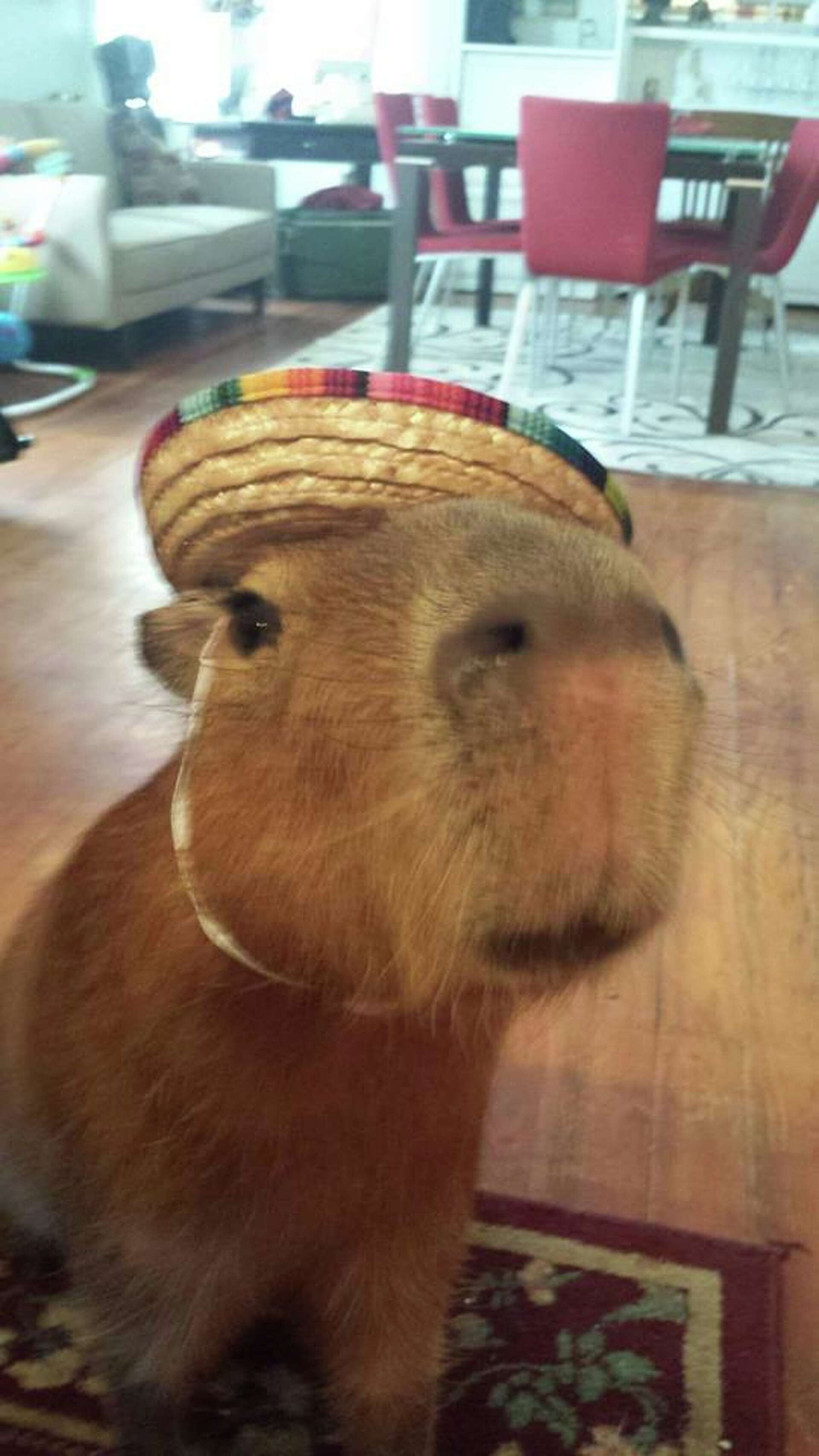 Photos: Texas family keeps world's largest rodent as indoor pet