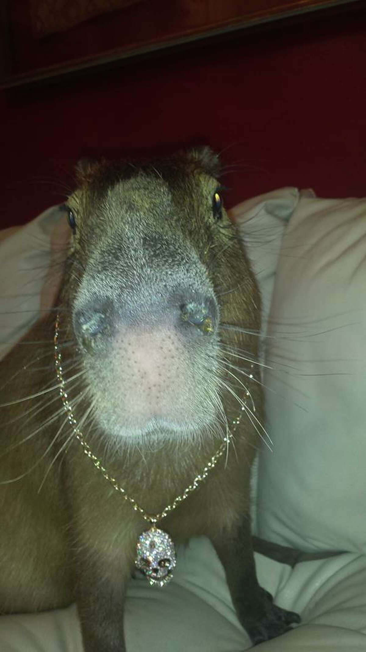 Photos: Texas family keeps world's largest rodent as indoor pet