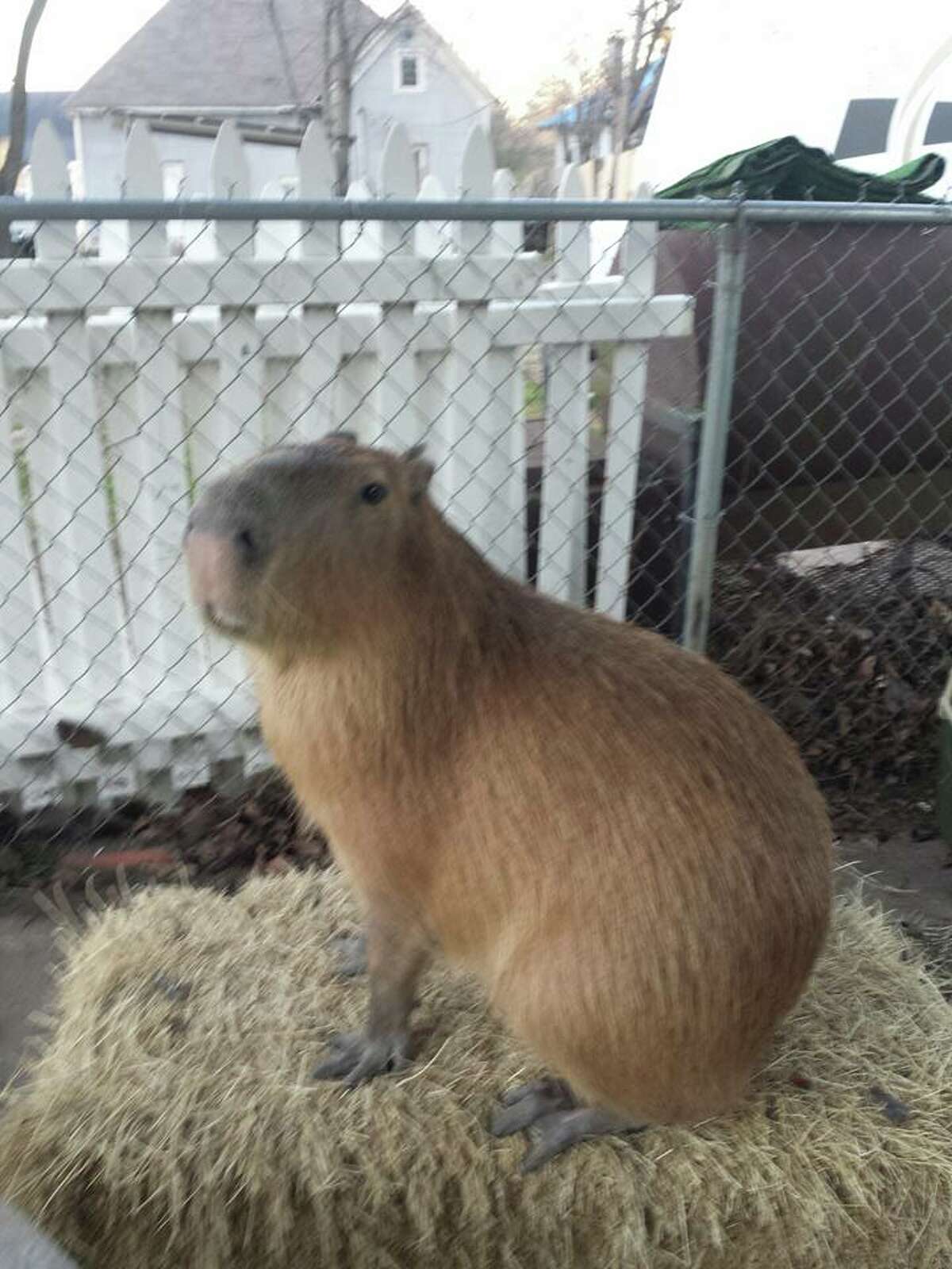 Photos: Texas family keeps world's largest rodent as indoor pet